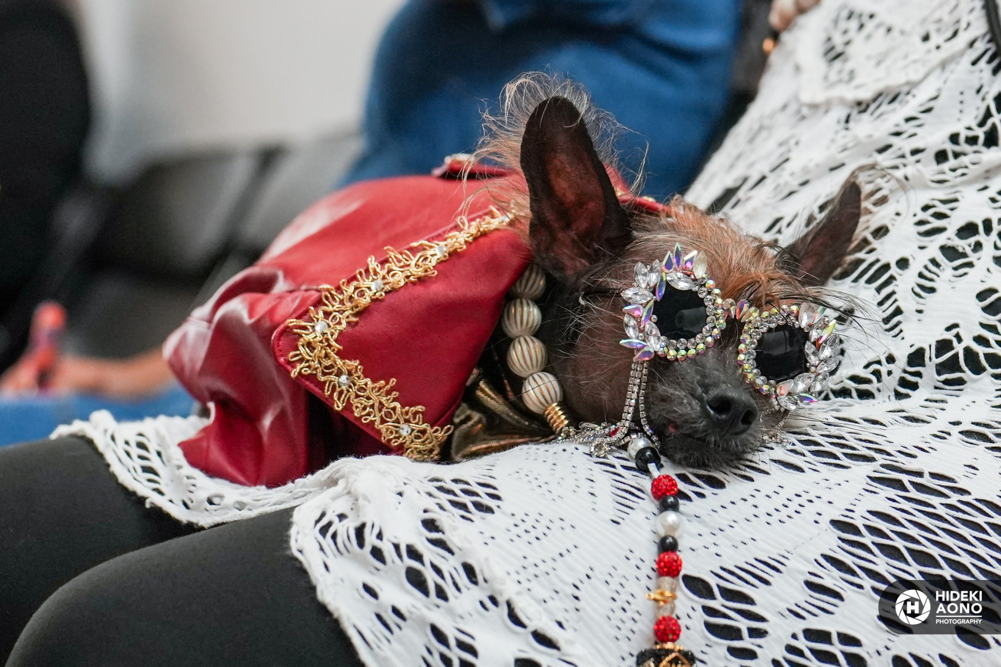Glamour Unleashed: Inside Look 'Furry, Fashionable & Fabulous' Rescue ...